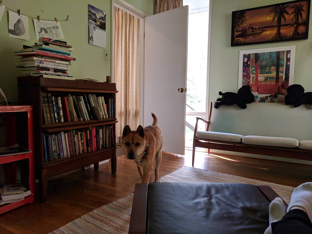 Our Handsome Jindo/Shiba Mix, Sul-Chan | Scrolller