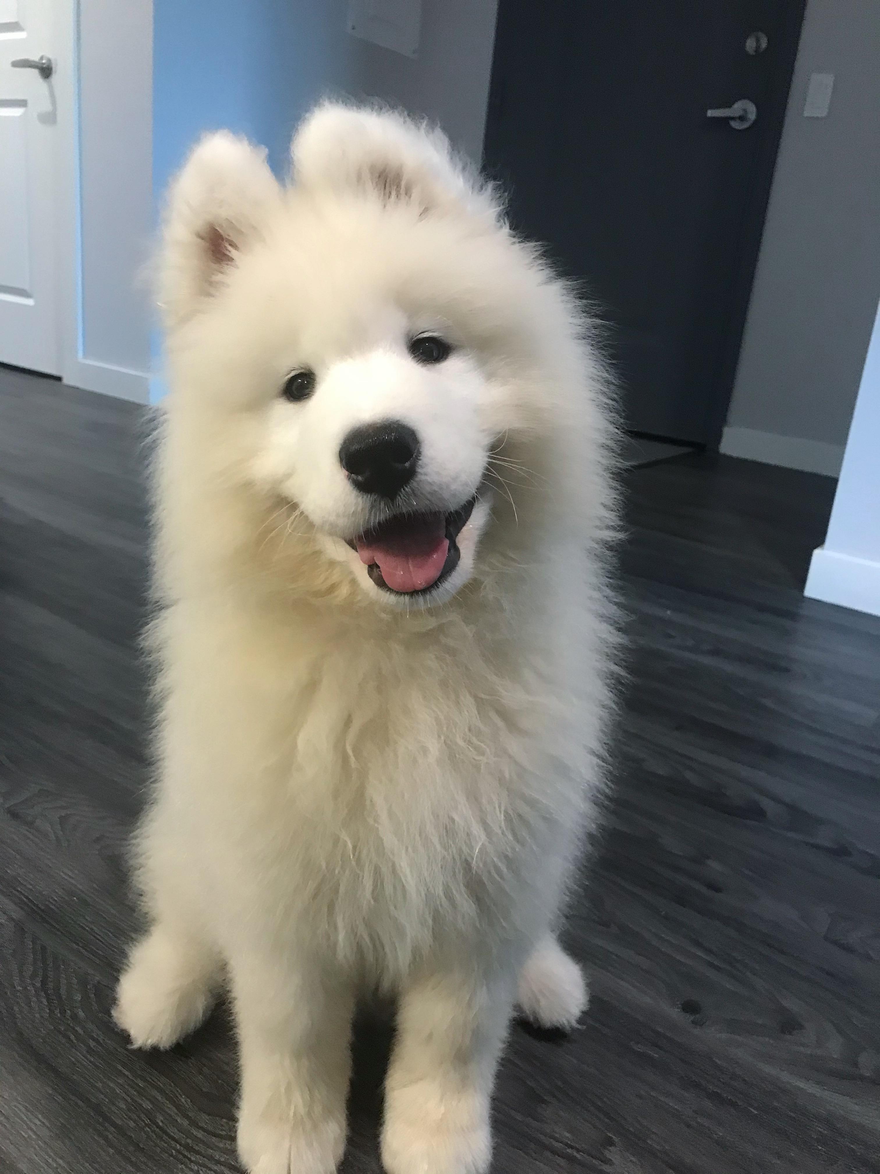 Our happy little pup | Scrolller