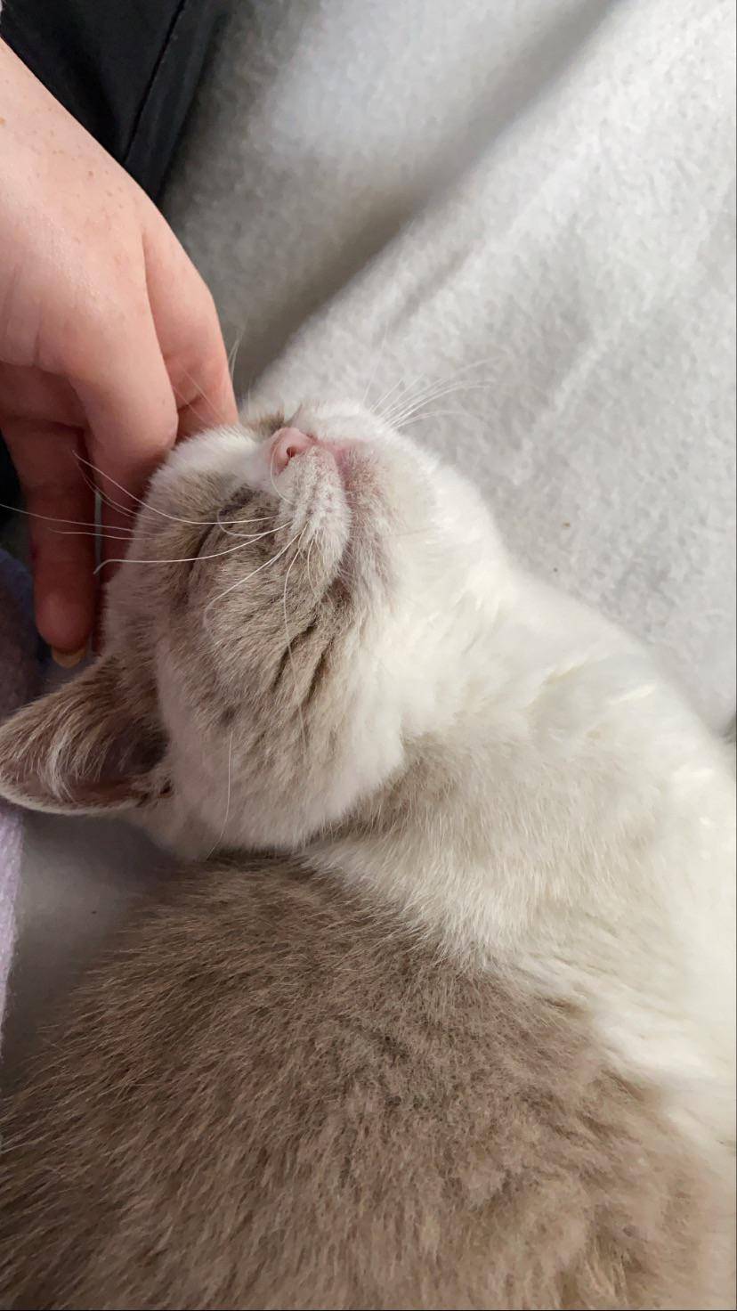 Our kitty enjoying her head rub | Scrolller