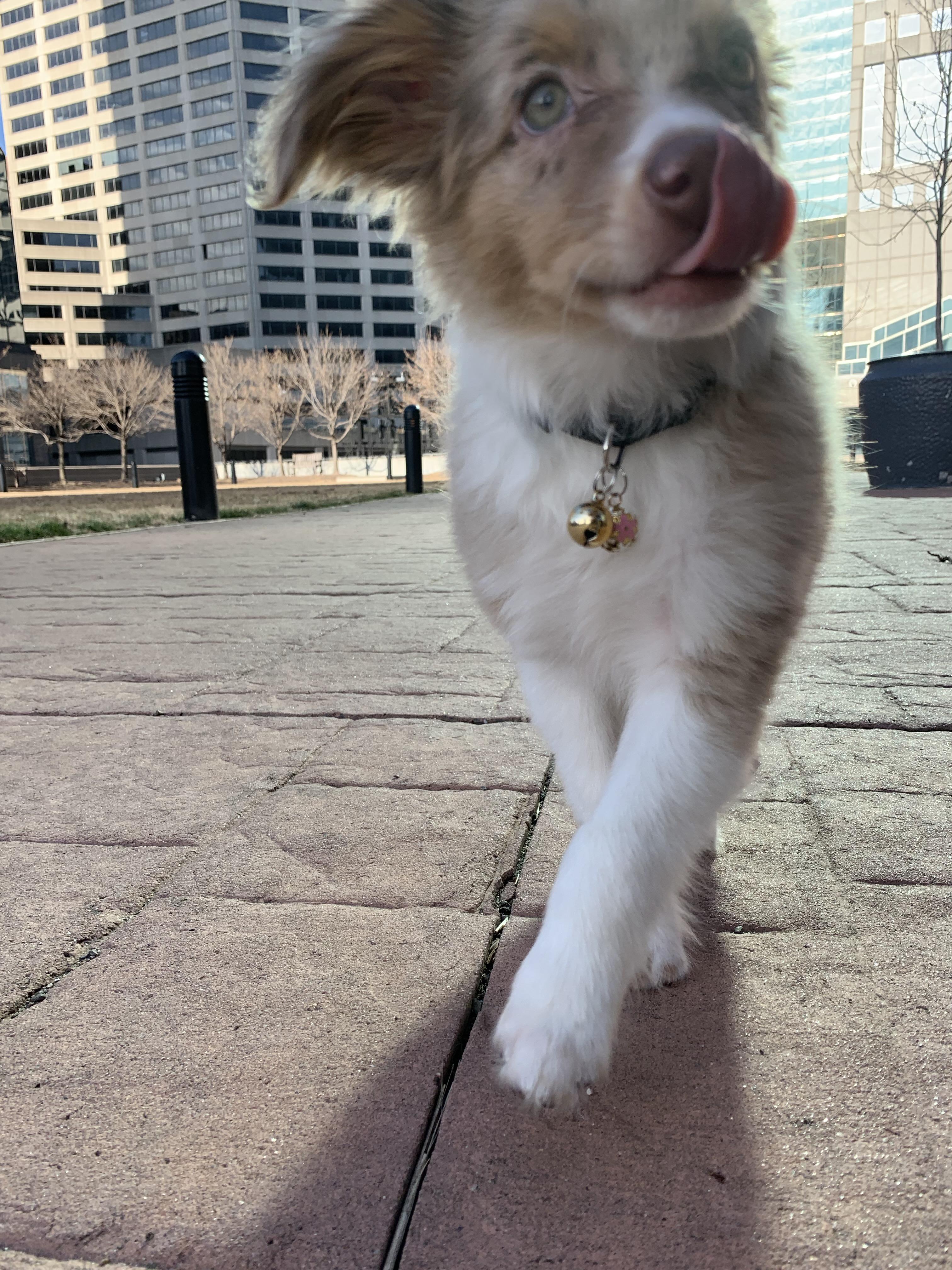 Our little city pup, Ollie! | Scrolller