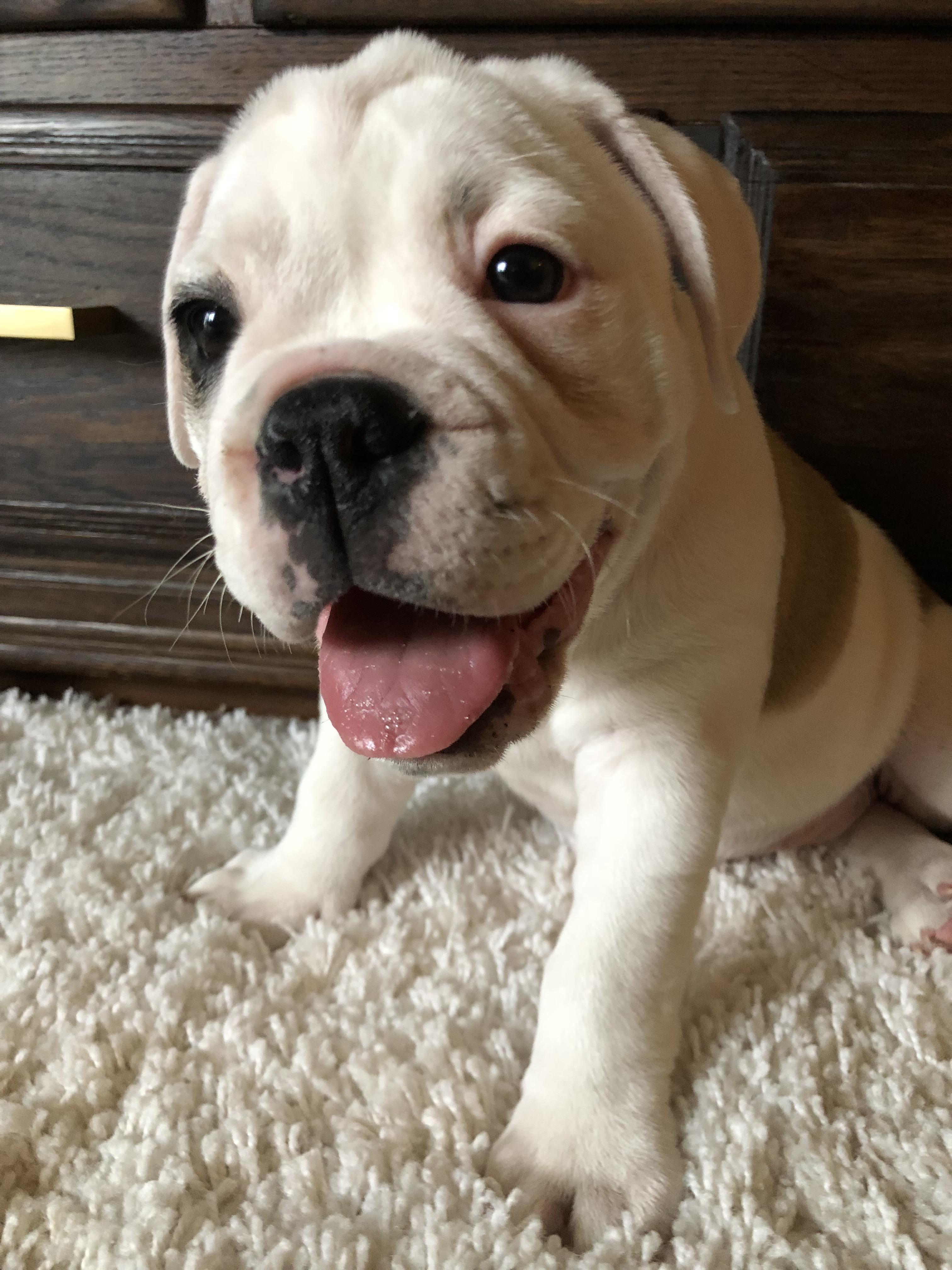 Our little nugget Rue 😍 | Scrolller