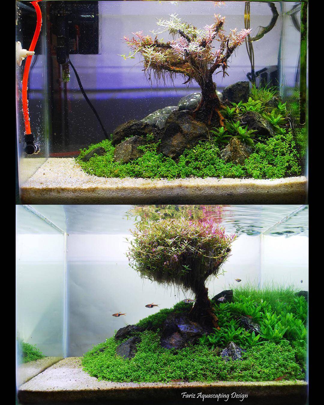 “Our lovely tree”, a 40 cm Aquascape with bonsai miniature, Initial planting and final shot 🍁🍀 ...