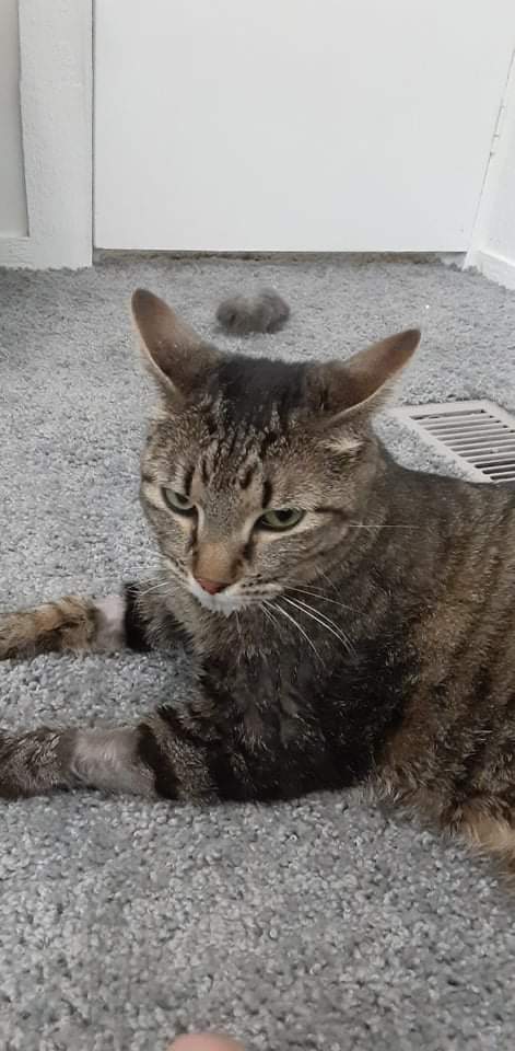 Our new addition to the family. His name is Binx. | Scrolller