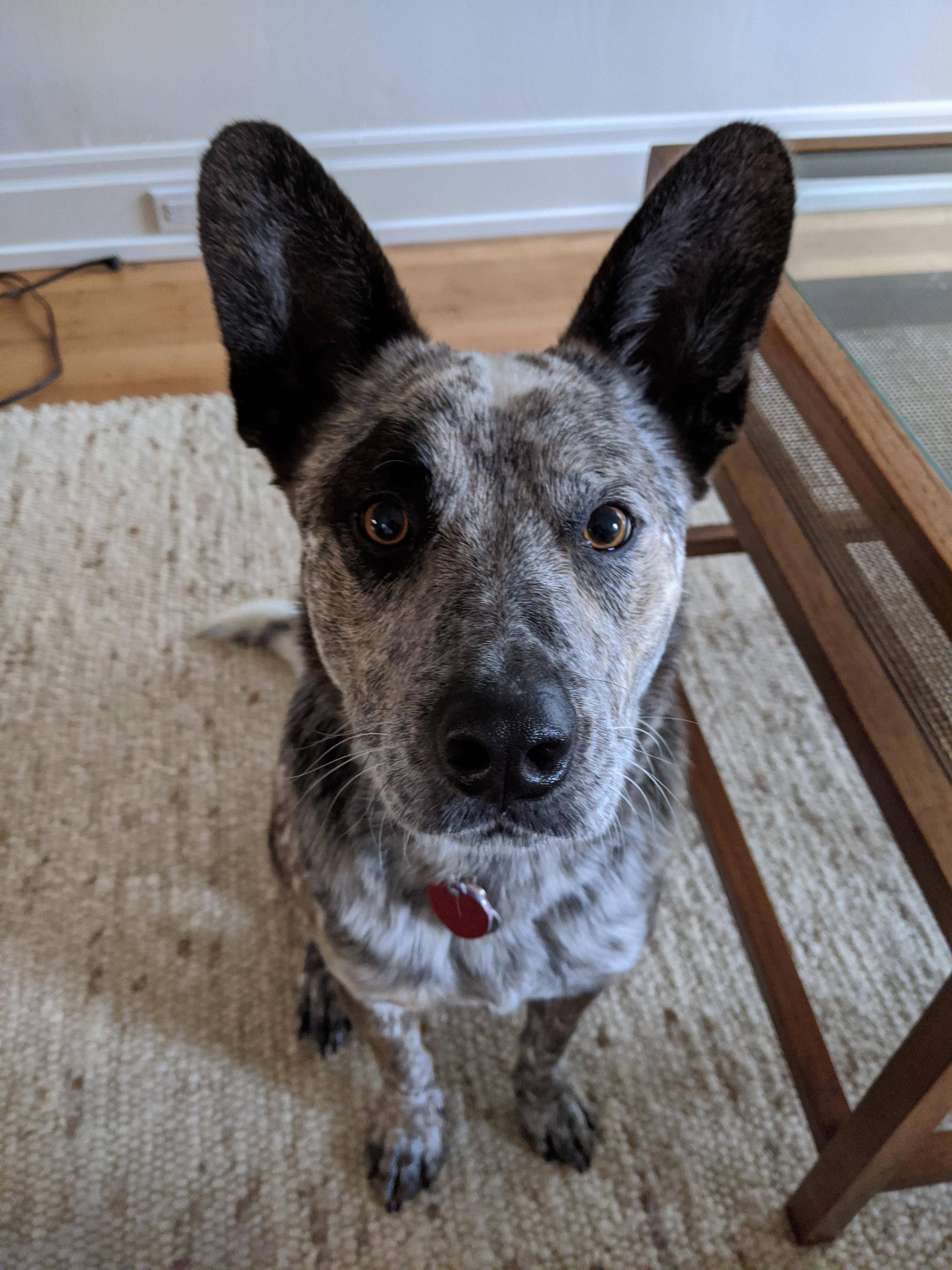 Our new boy, Hubble | Scrolller