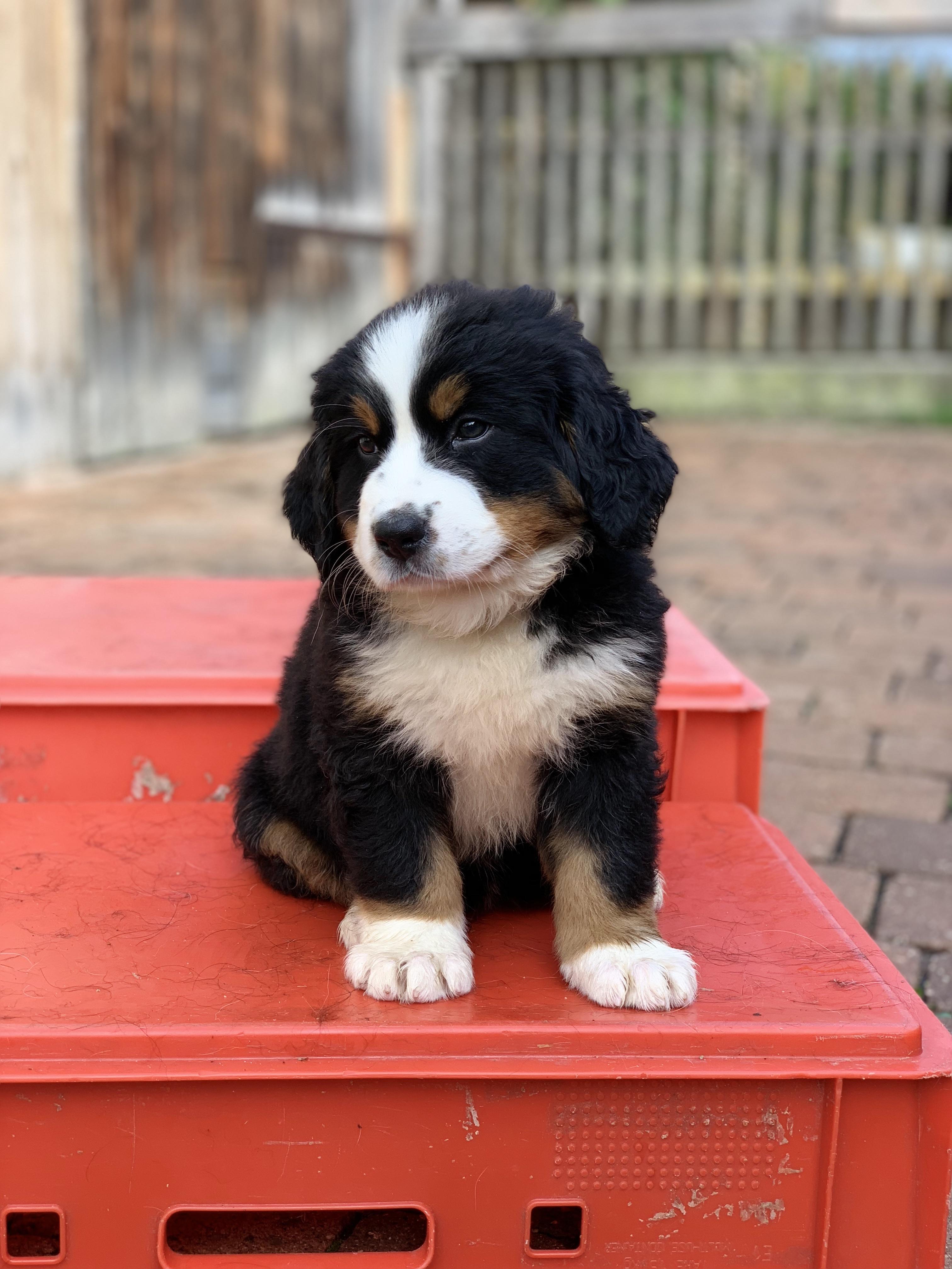 Our new Family member | Scrolller