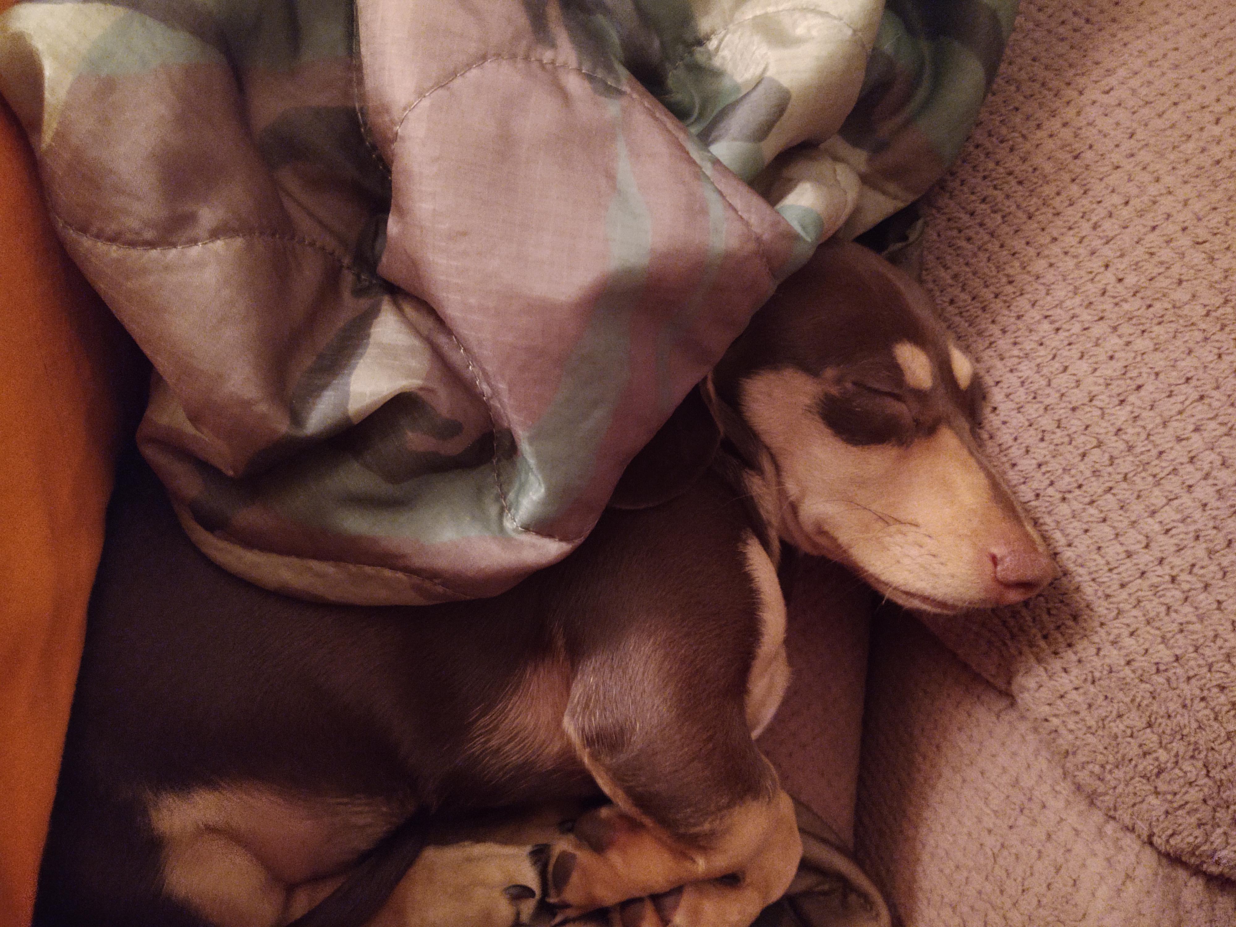 Our new hot dog | Scrolller