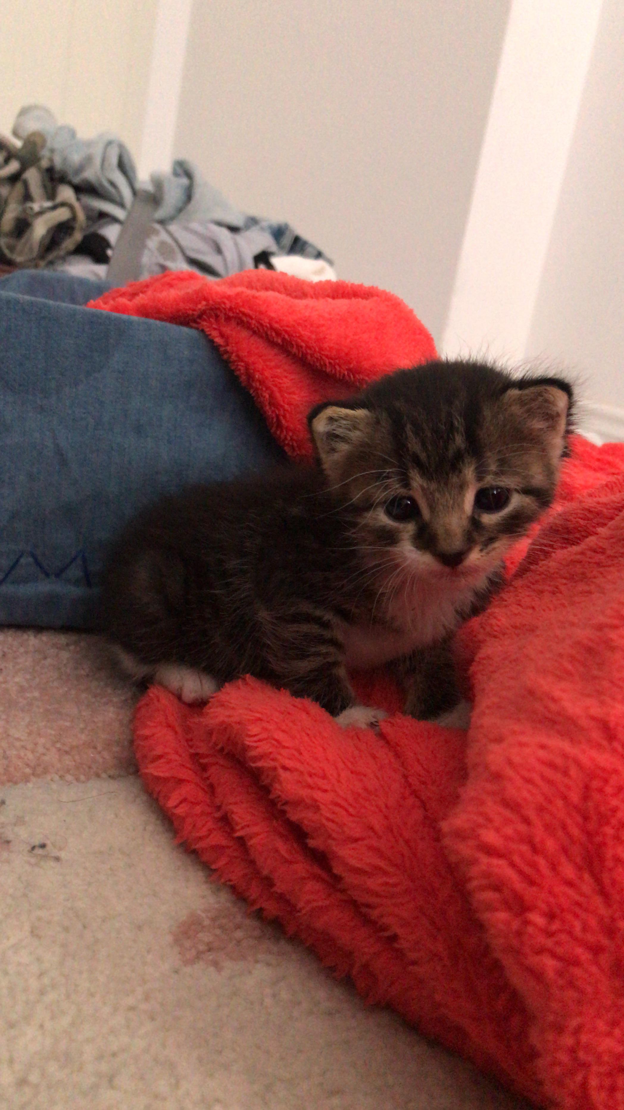 Our new kitten :3 | Scrolller