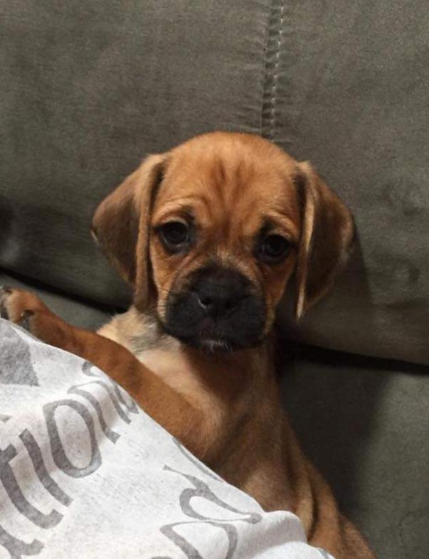 Our new puggle baby Luna! | Scrolller