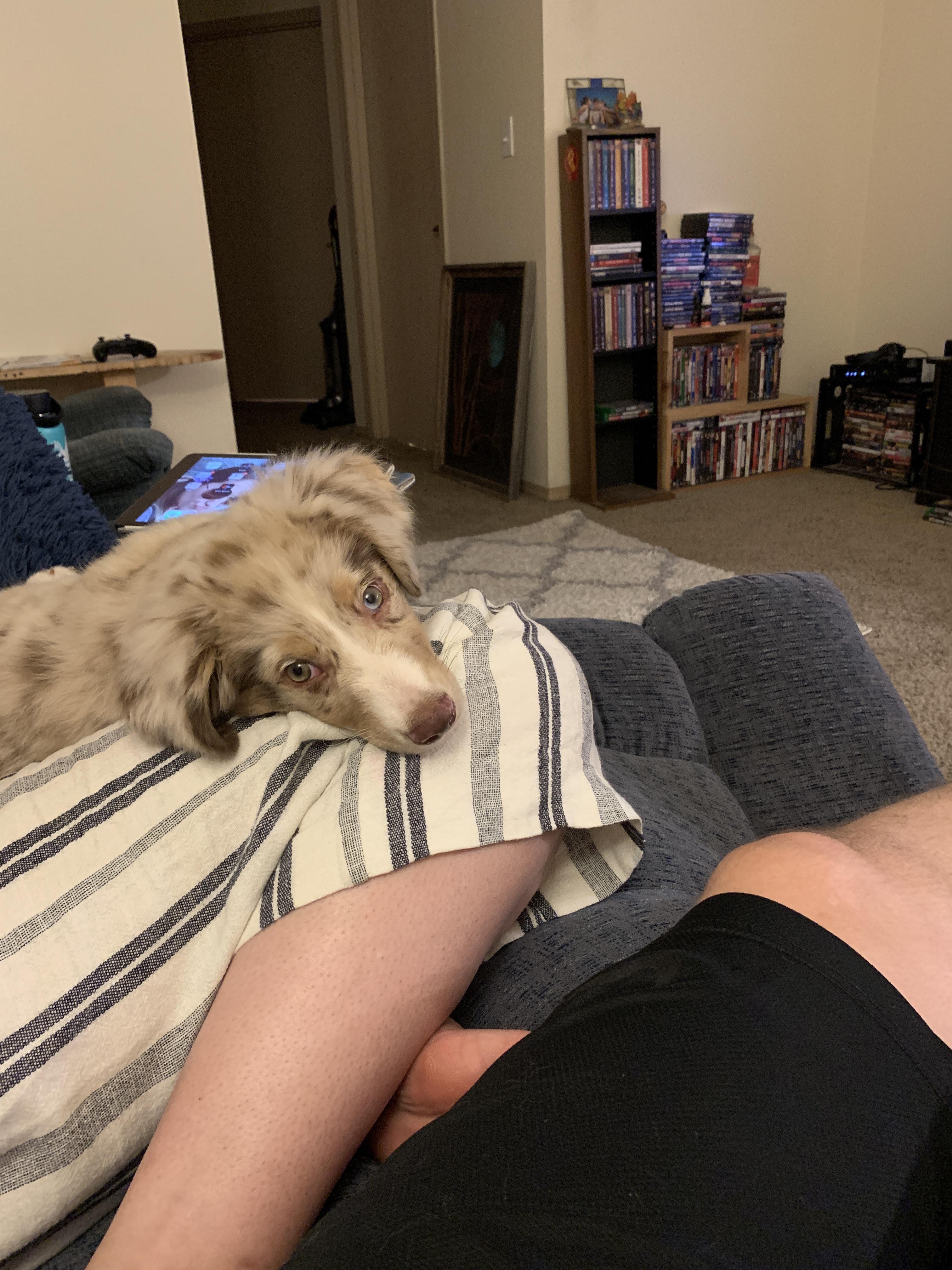 Our new puppy Koa | Scrolller