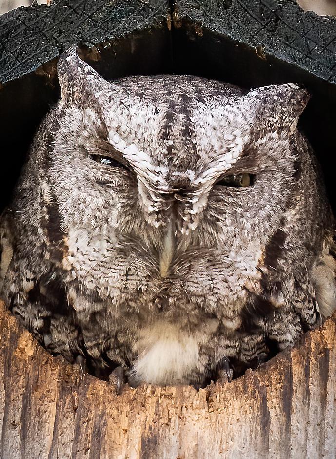 Discover more like Owls: Our Newest Backyard Resident - Owl-licia the Screech Owl and Related ...