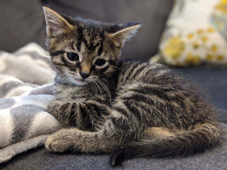 Our newest family member Stash | Scrolller