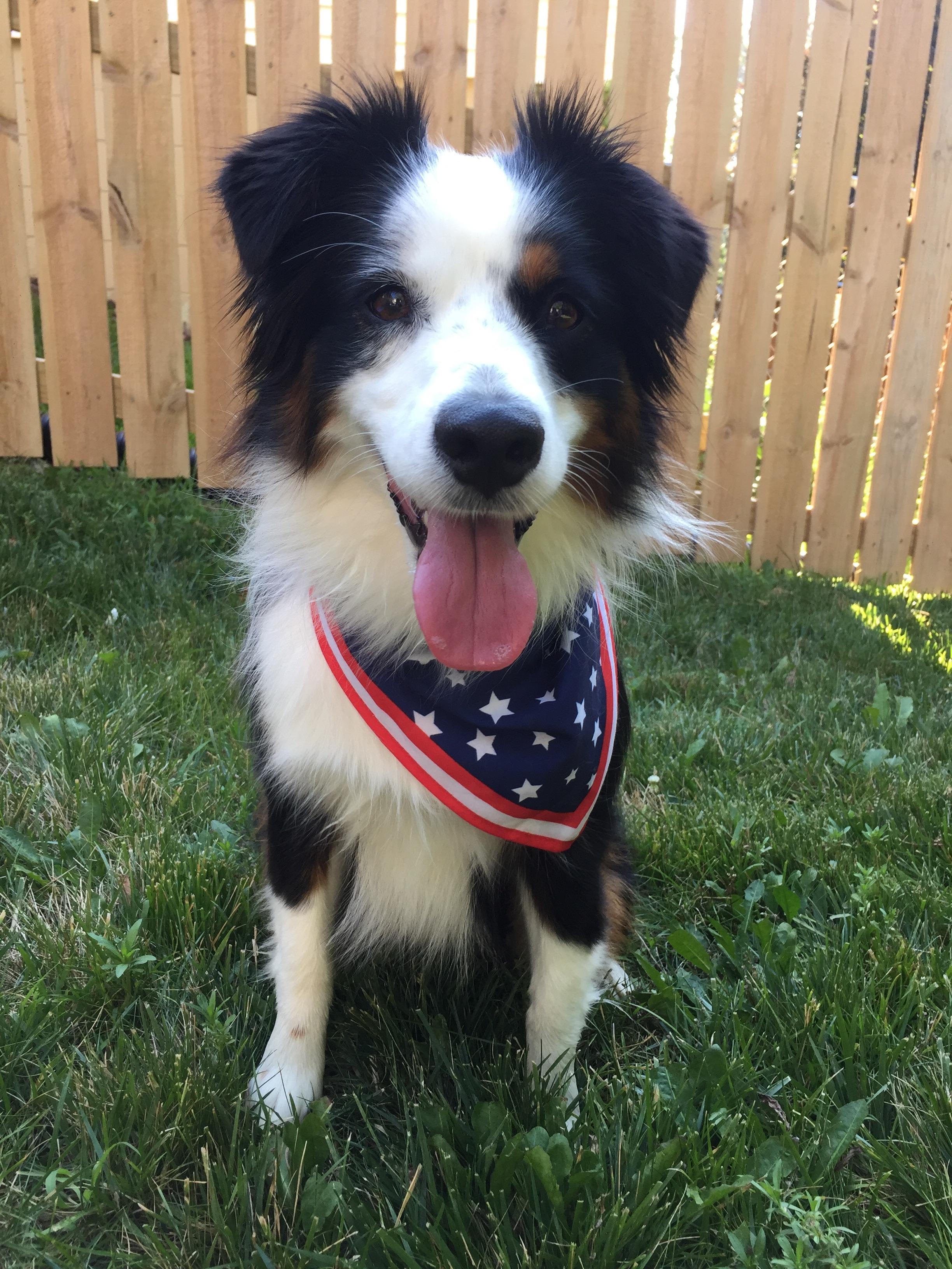Our patriotic pup! | Scrolller