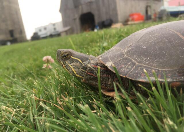 Our pond’s resident turtle! Hope he hangs around! | Scrolller