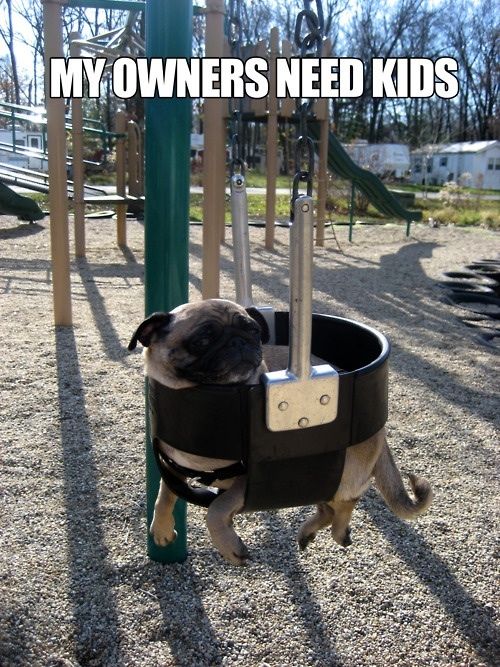 Our poor dog | Scrolller