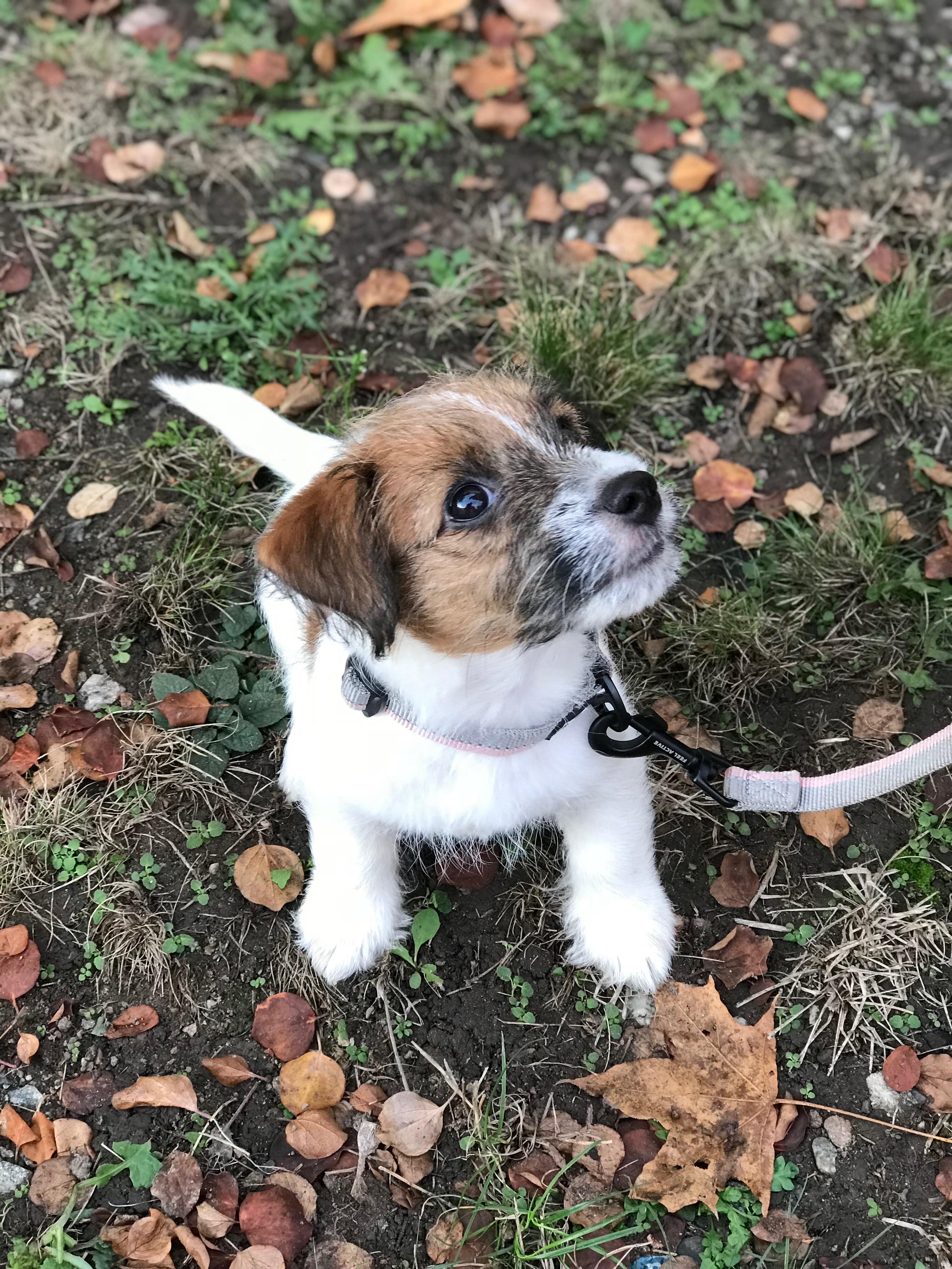 Our pup named Selma, the day we got her | Scrolller