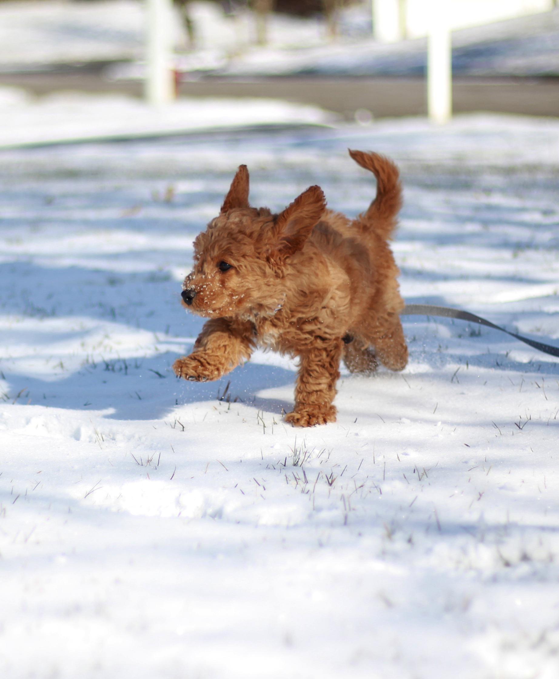 Our pup Summer, playing in the winter | Scrolller