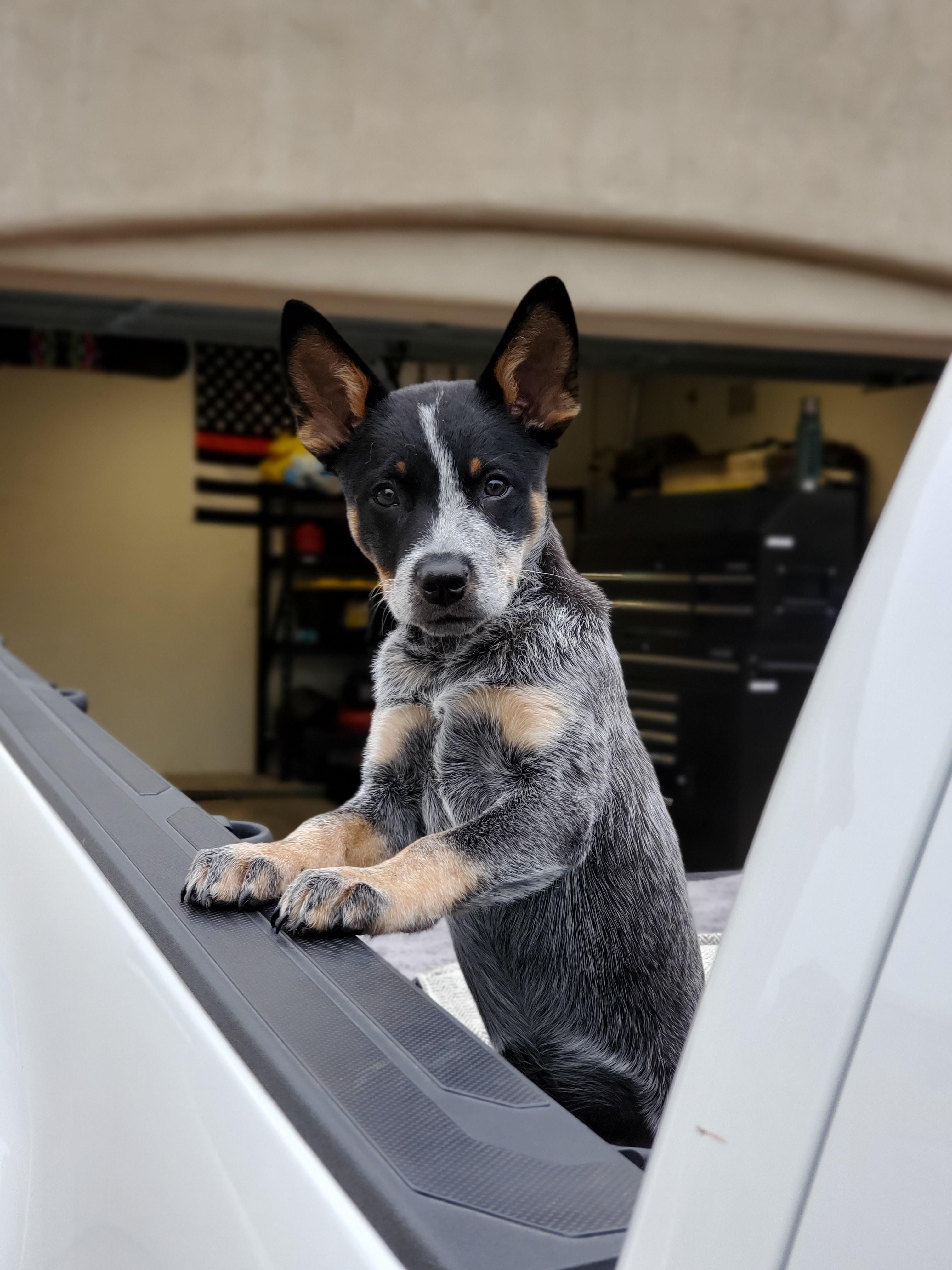 Our pup Wattson has some character!! | Scrolller