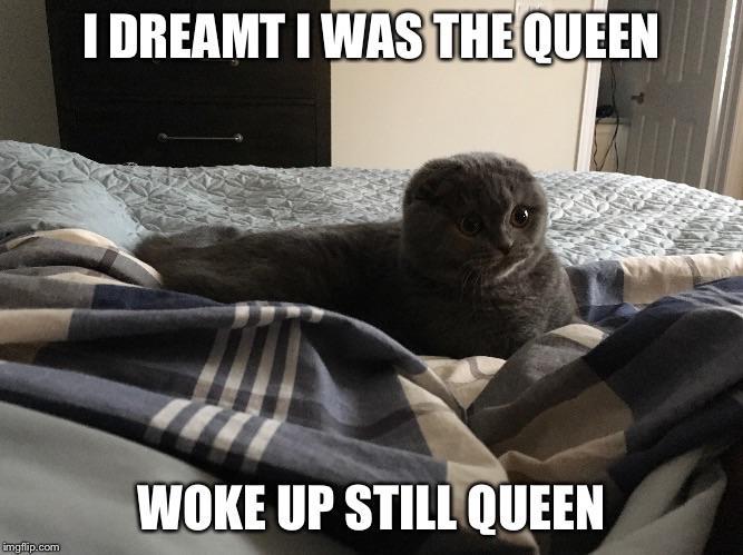 Our Scottish fold | Scrolller