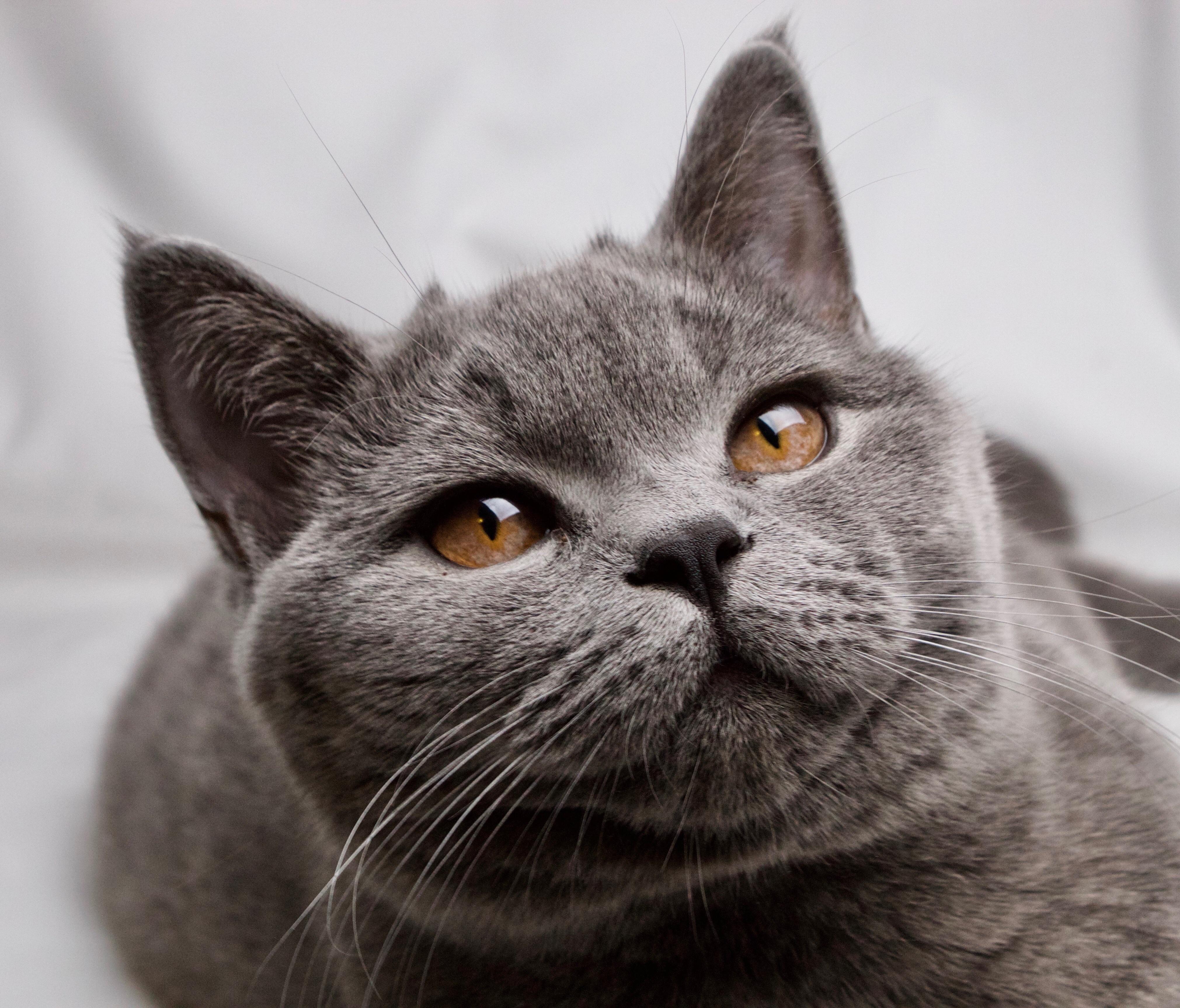 Our Scottish Straight - Tono - 11 months | Scrolller