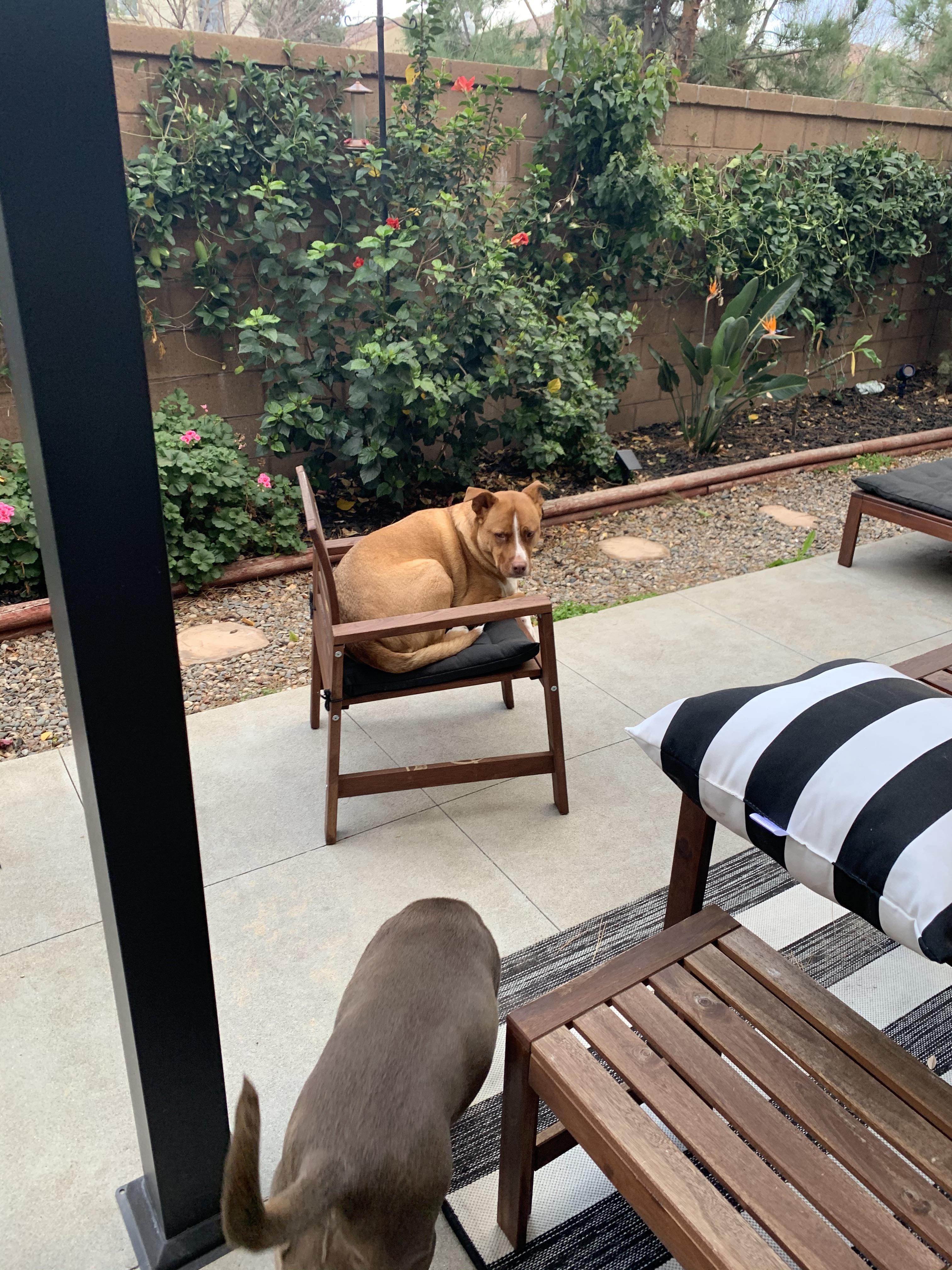 Out of all the comfy seats.... | Scrolller