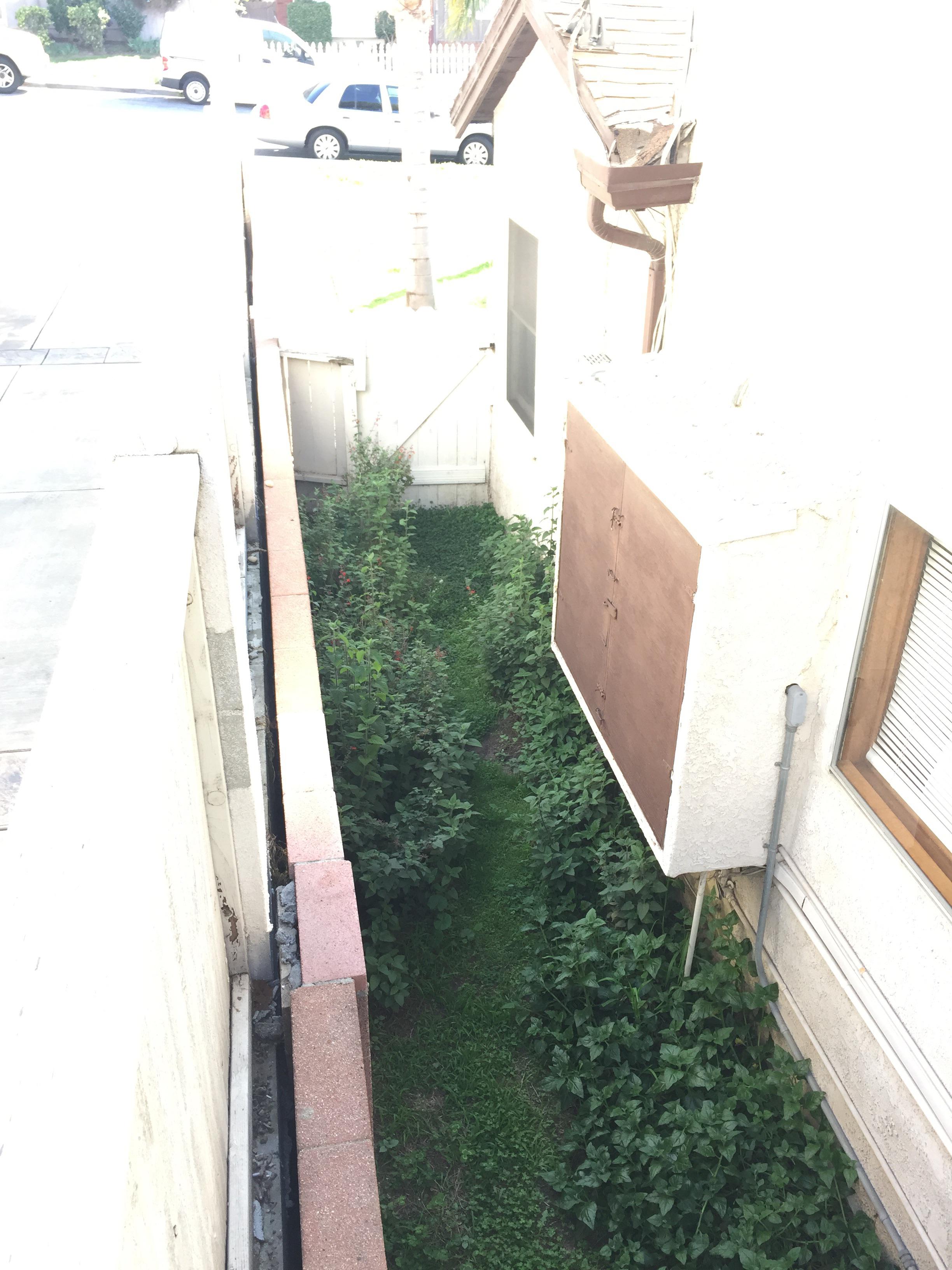 Overgrown pathway on the side of my neighbors house | Scrolller
