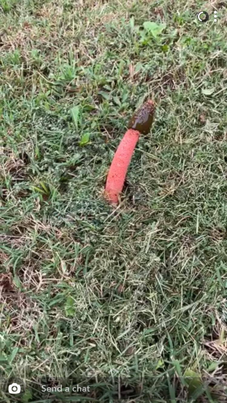 Overnight growth. Please help me identify this! | Scrolller