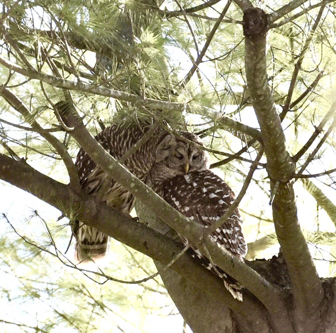 Owls love in a backyard | Scrolller