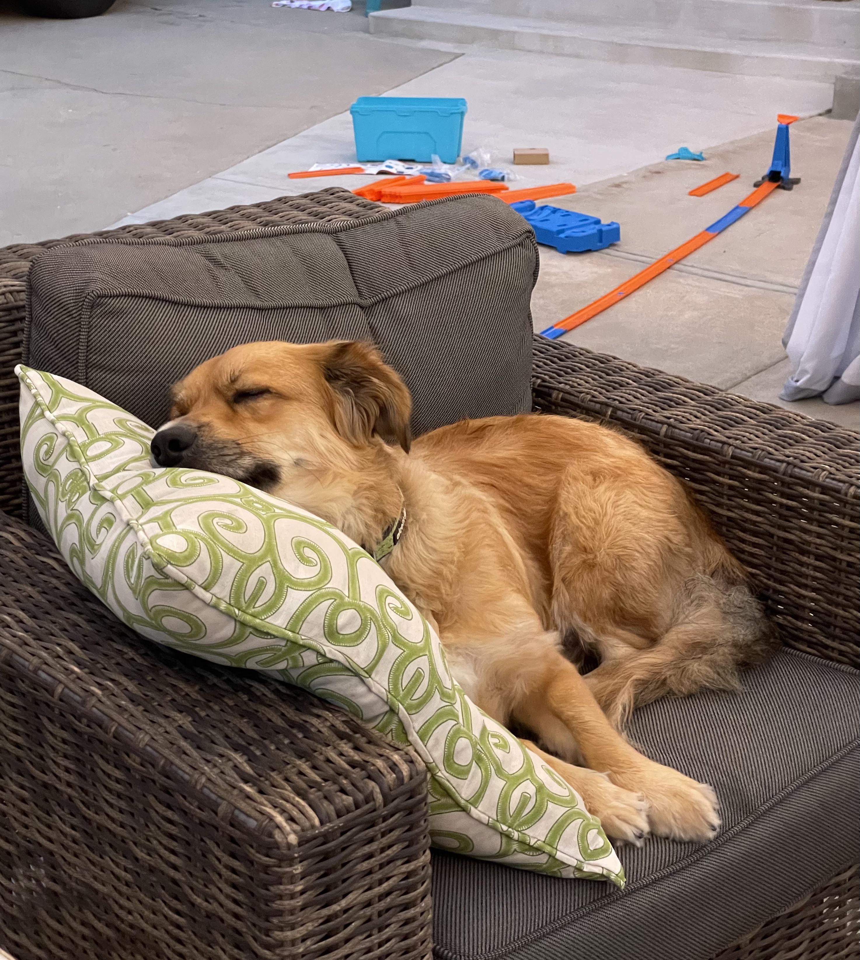 Pablo Escobark. | Scrolller