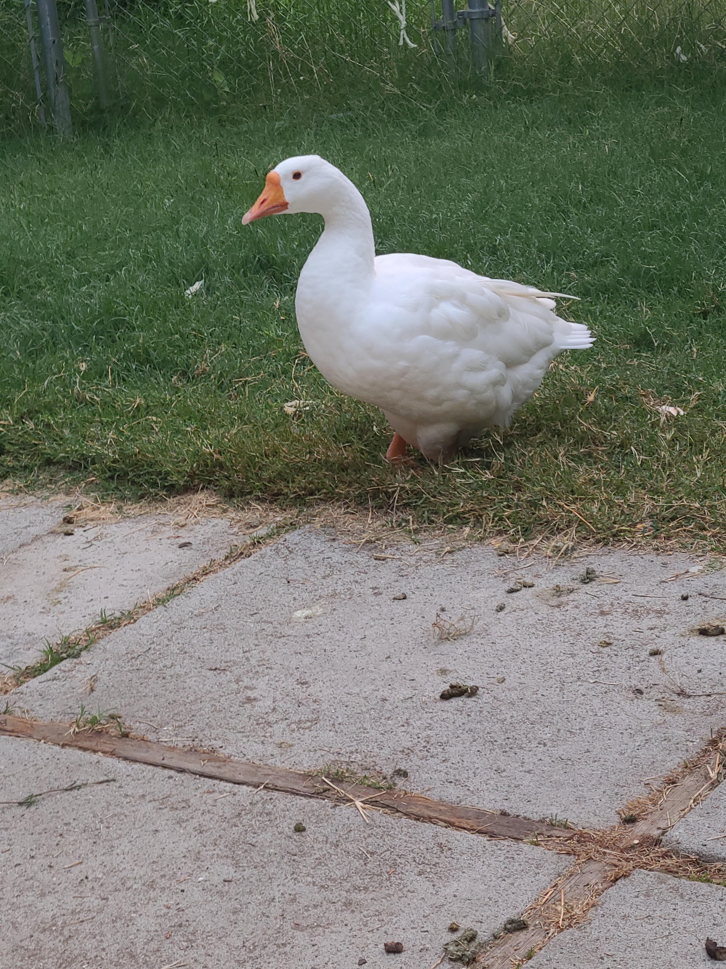 Paco being a good boy! | Scrolller