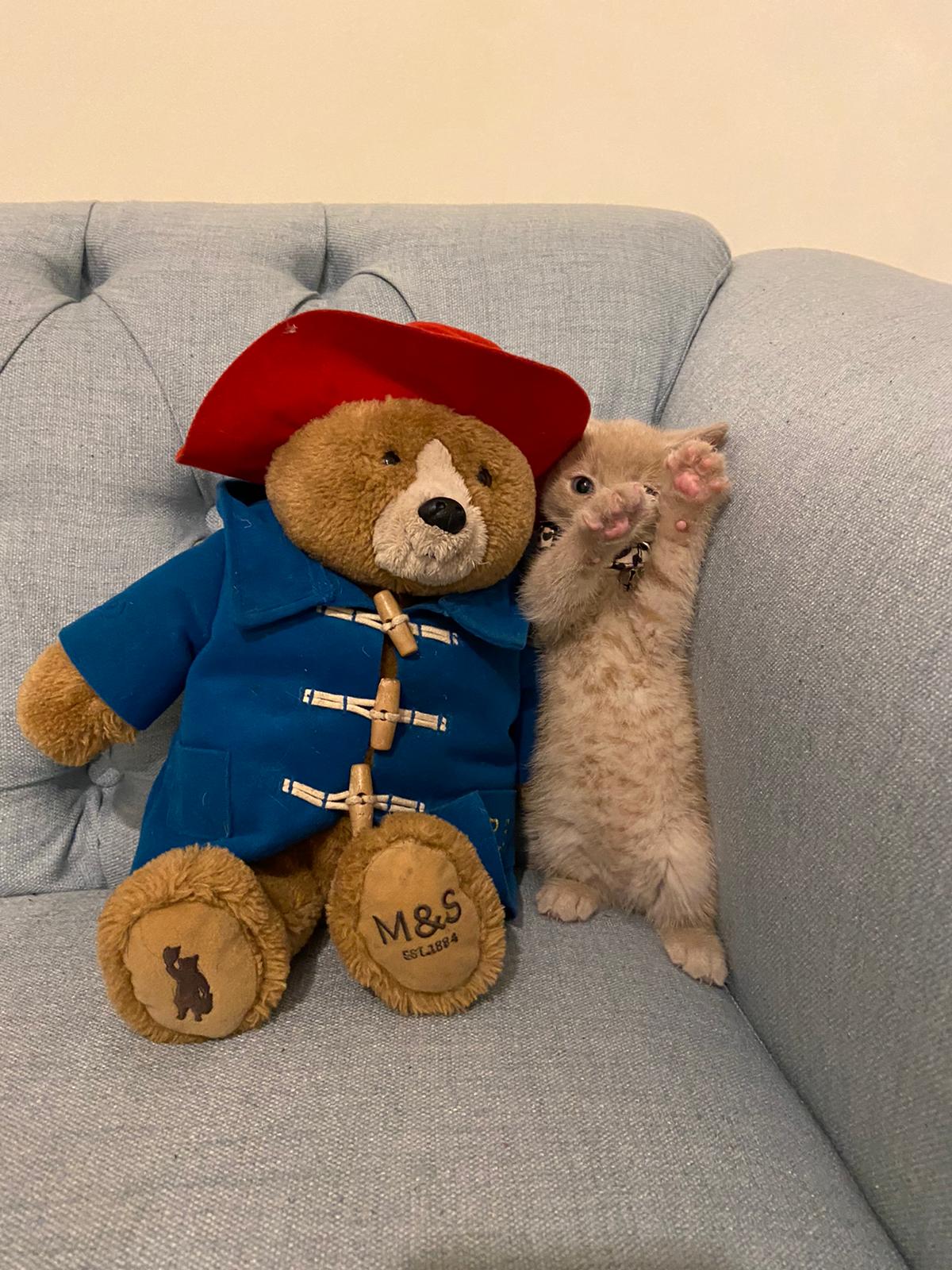 Paddington & Paddington | Scrolller