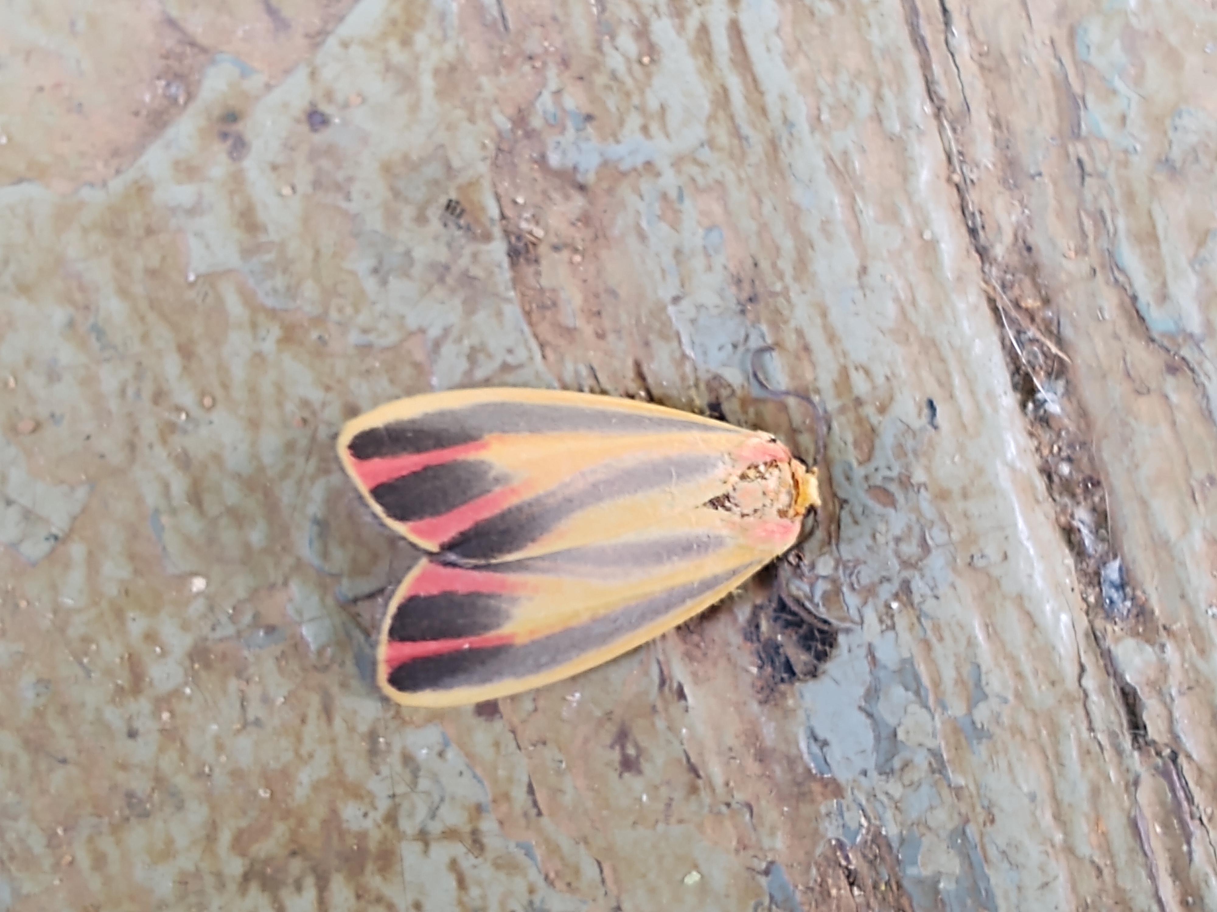 Painted li- stripey firebutt moth | Scrolller