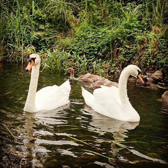 Pair of Swans in River. | Scrolller