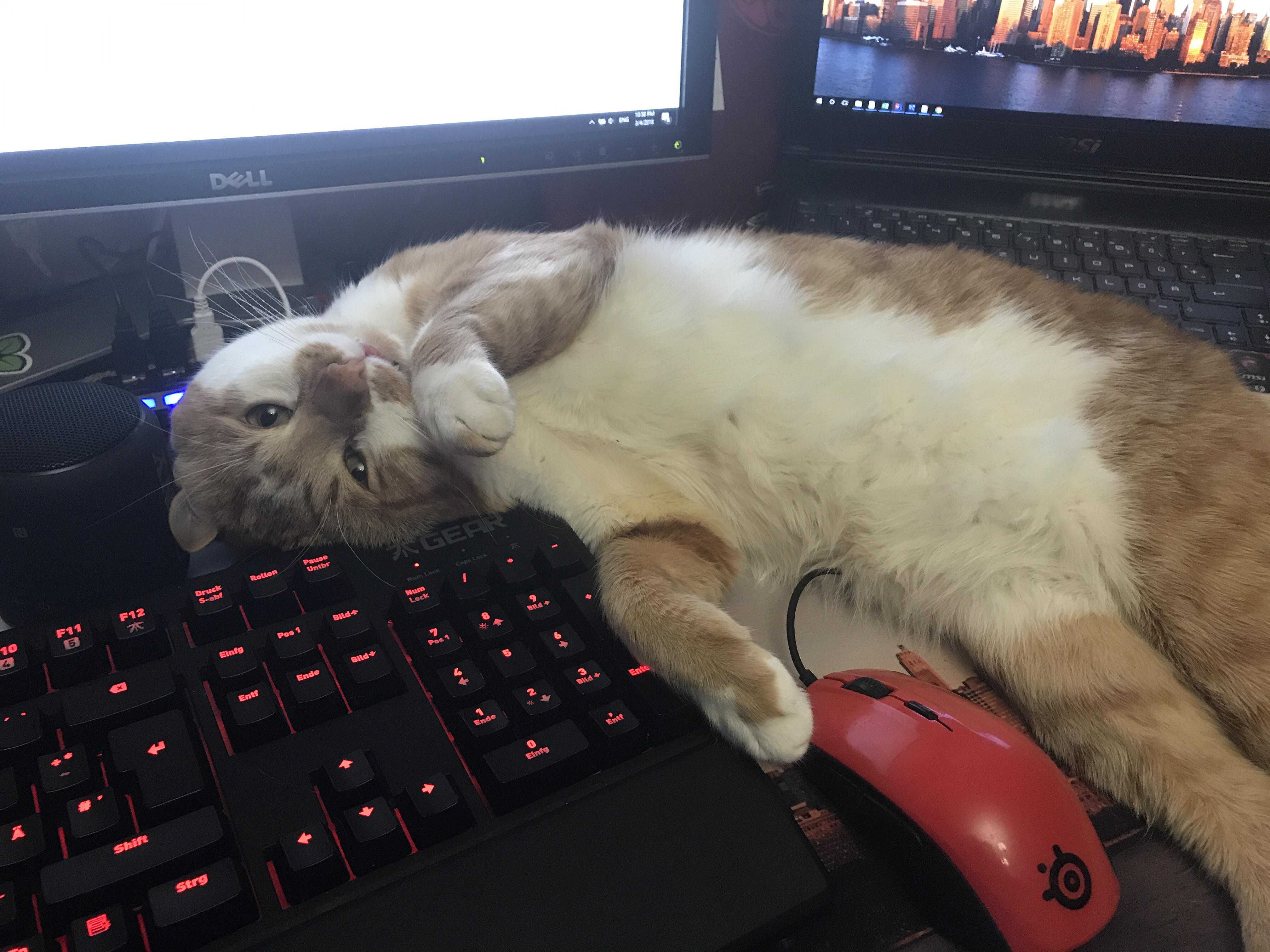 Pair programming | Scrolller