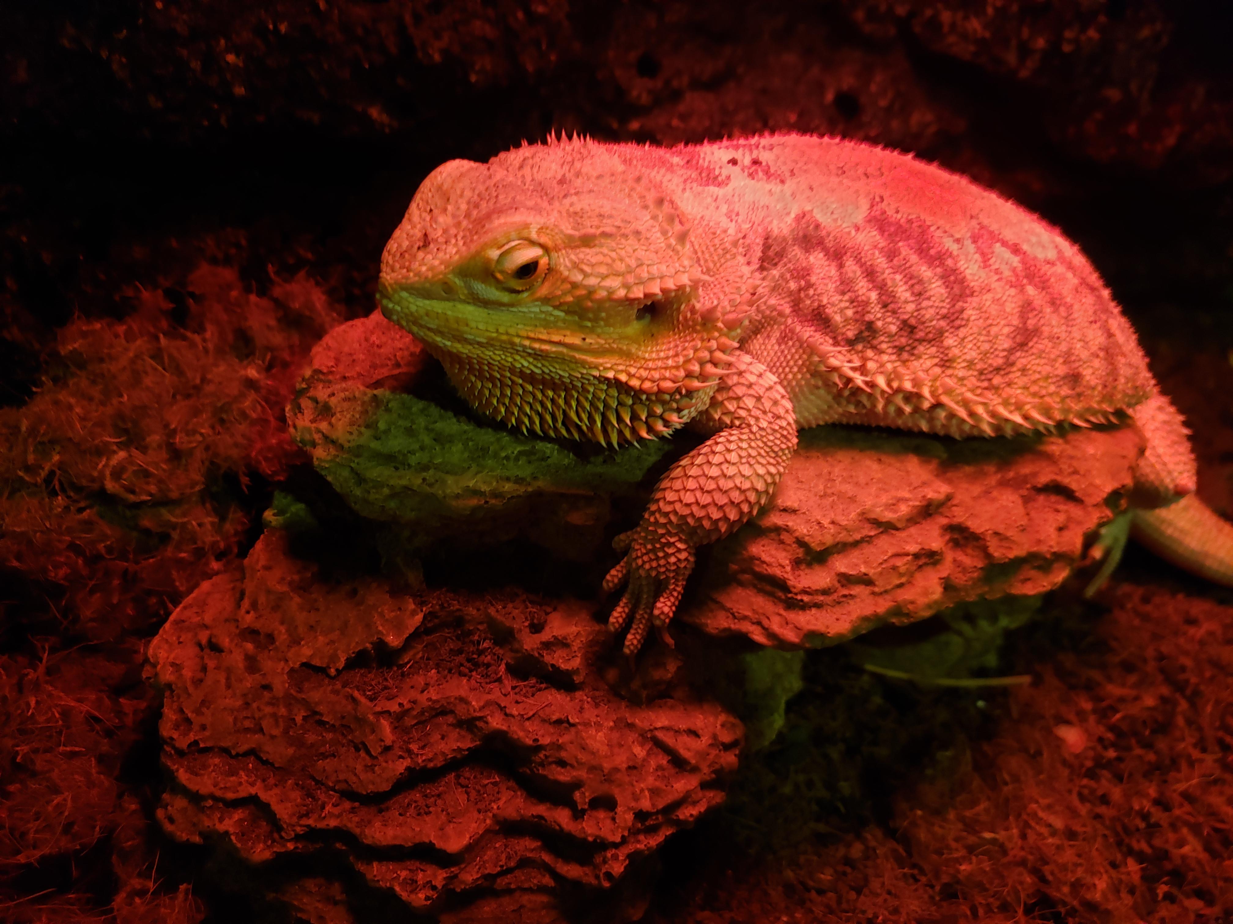 Pancake lizard | Scrolller