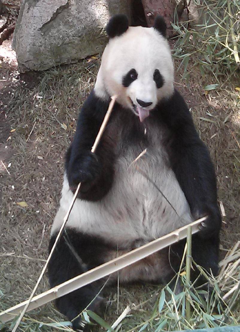 Panda Derp | Scrolller