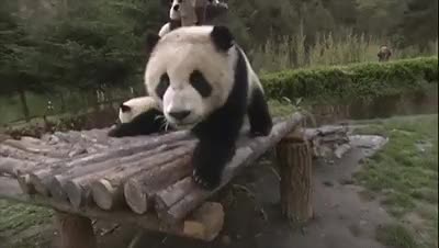 Panda High-five | Scrolller