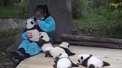 Panda Hugger | Scrolller