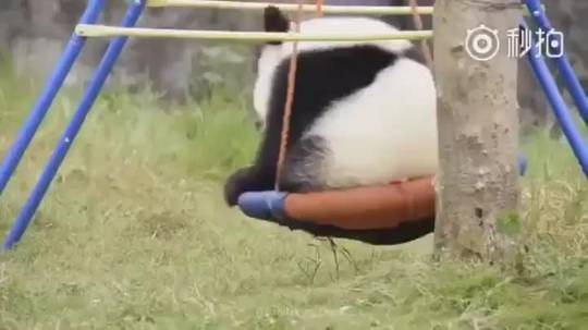 Panda on a swing. | Scrolller