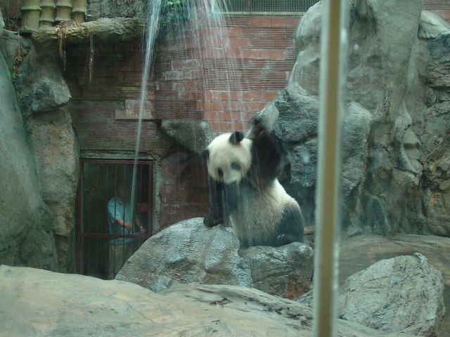 Panda shower | Scrolller