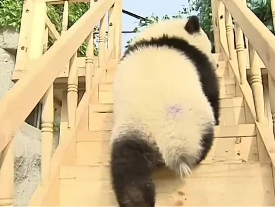 Panda slide | Scrolller