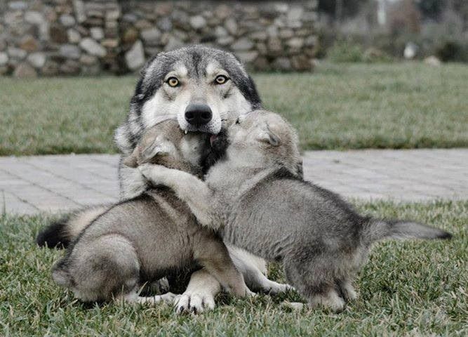 Papa Derp. | Scrolller