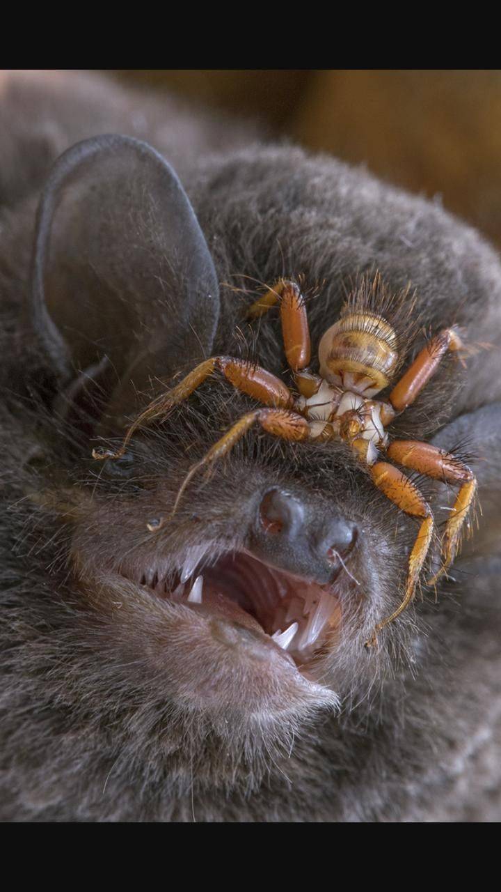 Parasite attached to bats' head | Scrolller
