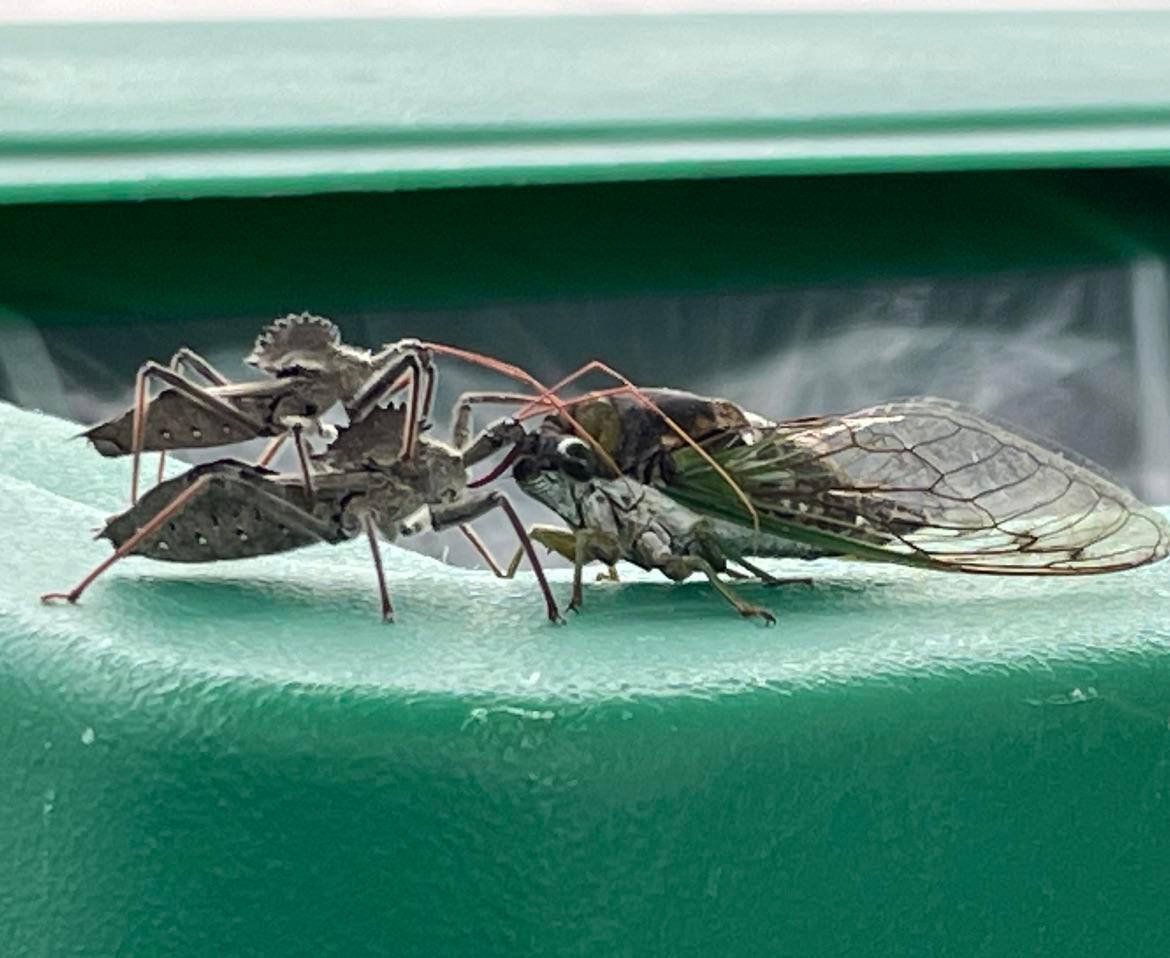 🔥 Parent and baby Wheel Bugs chillin with a Cicada | Scrolller