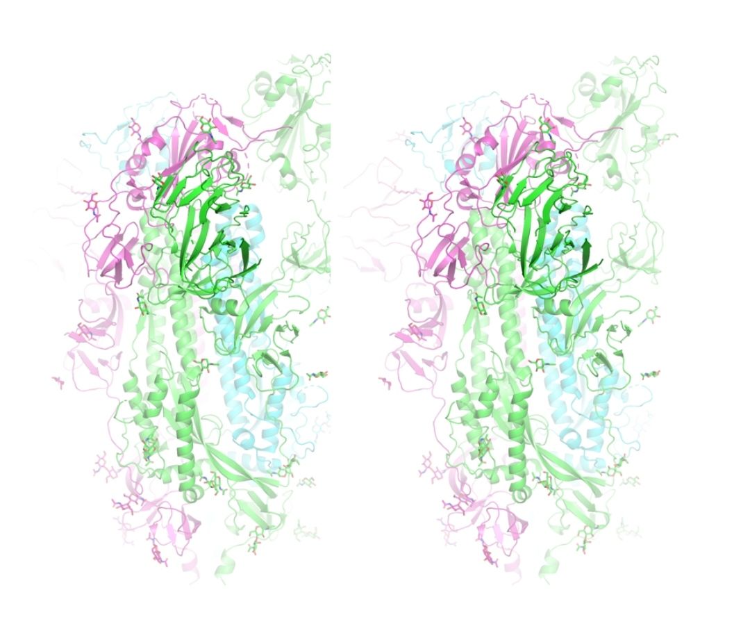 Part of the protein structure of COVID | Scrolller