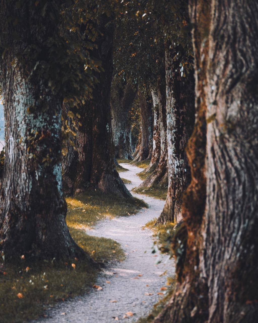 Pathway between trees | Scrolller