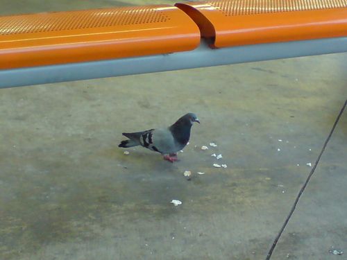 Patiently waiting for the bus | Scrolller