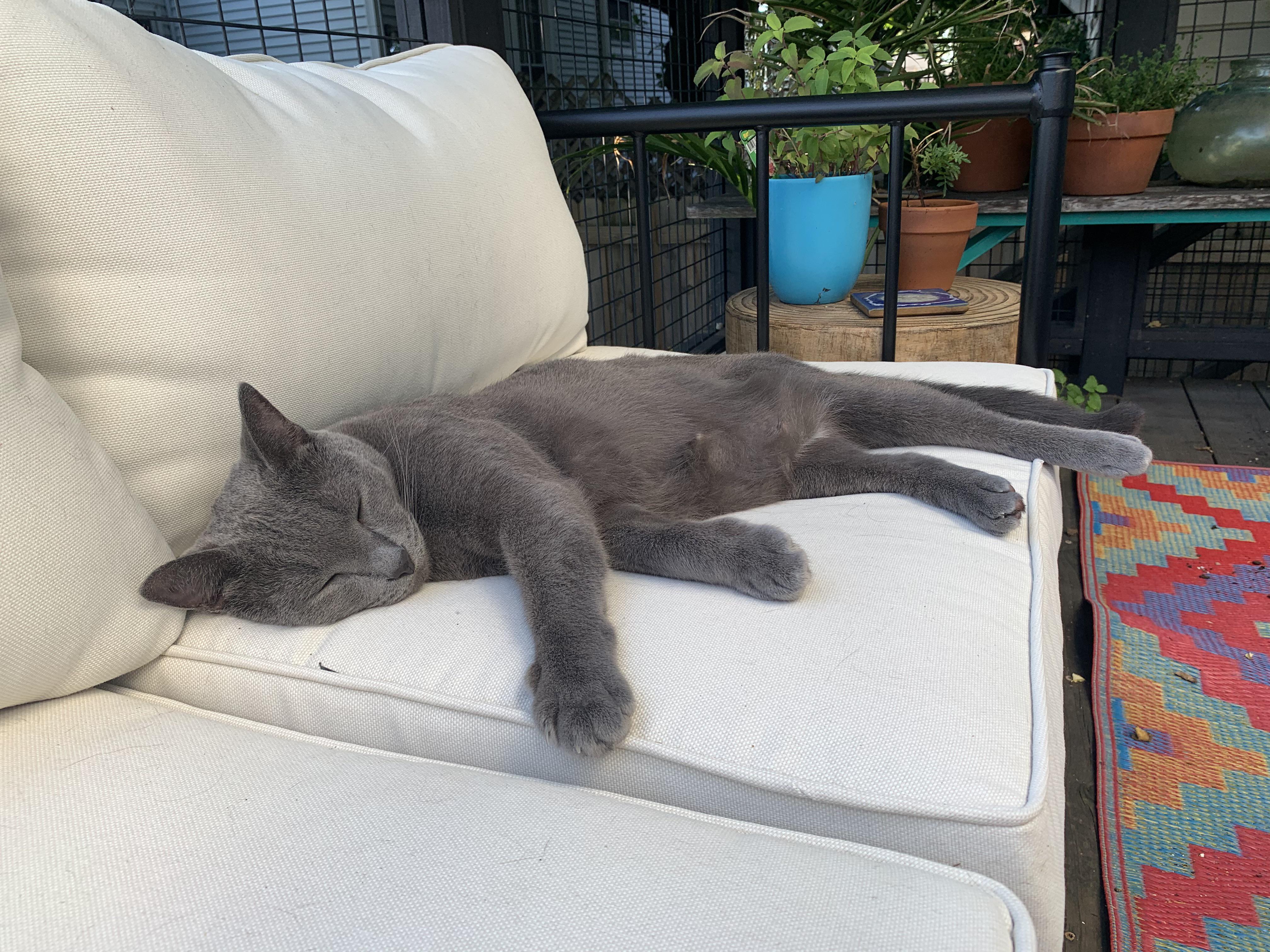 Patio time is his special treat | Scrolller