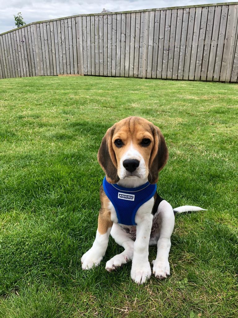 Patrick’s enthusiasm for morning walkies! 😅 | Scrolller