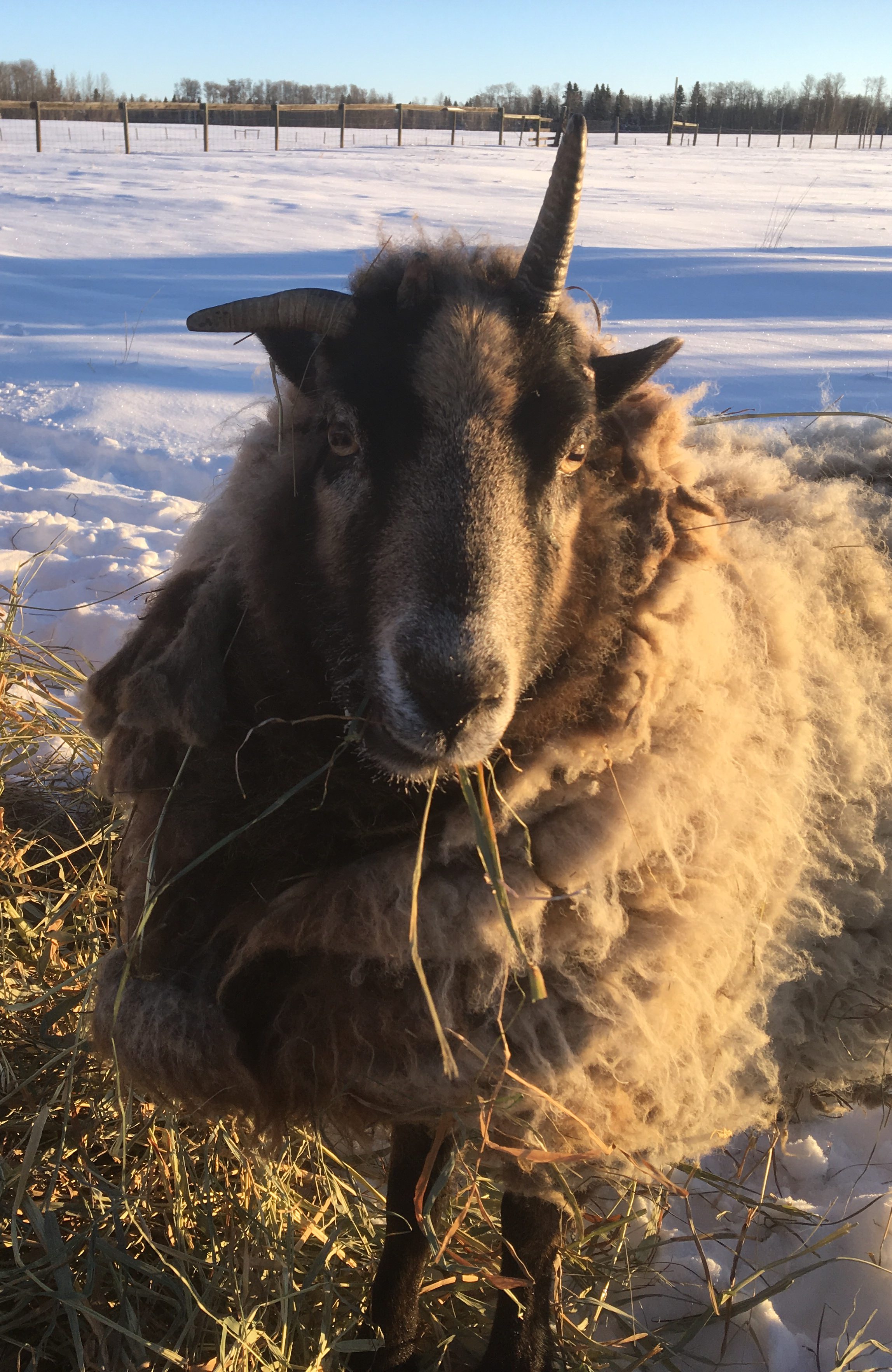Patsy, my unusual sheep, once had 5 horns. She has broken 3. | Scrolller