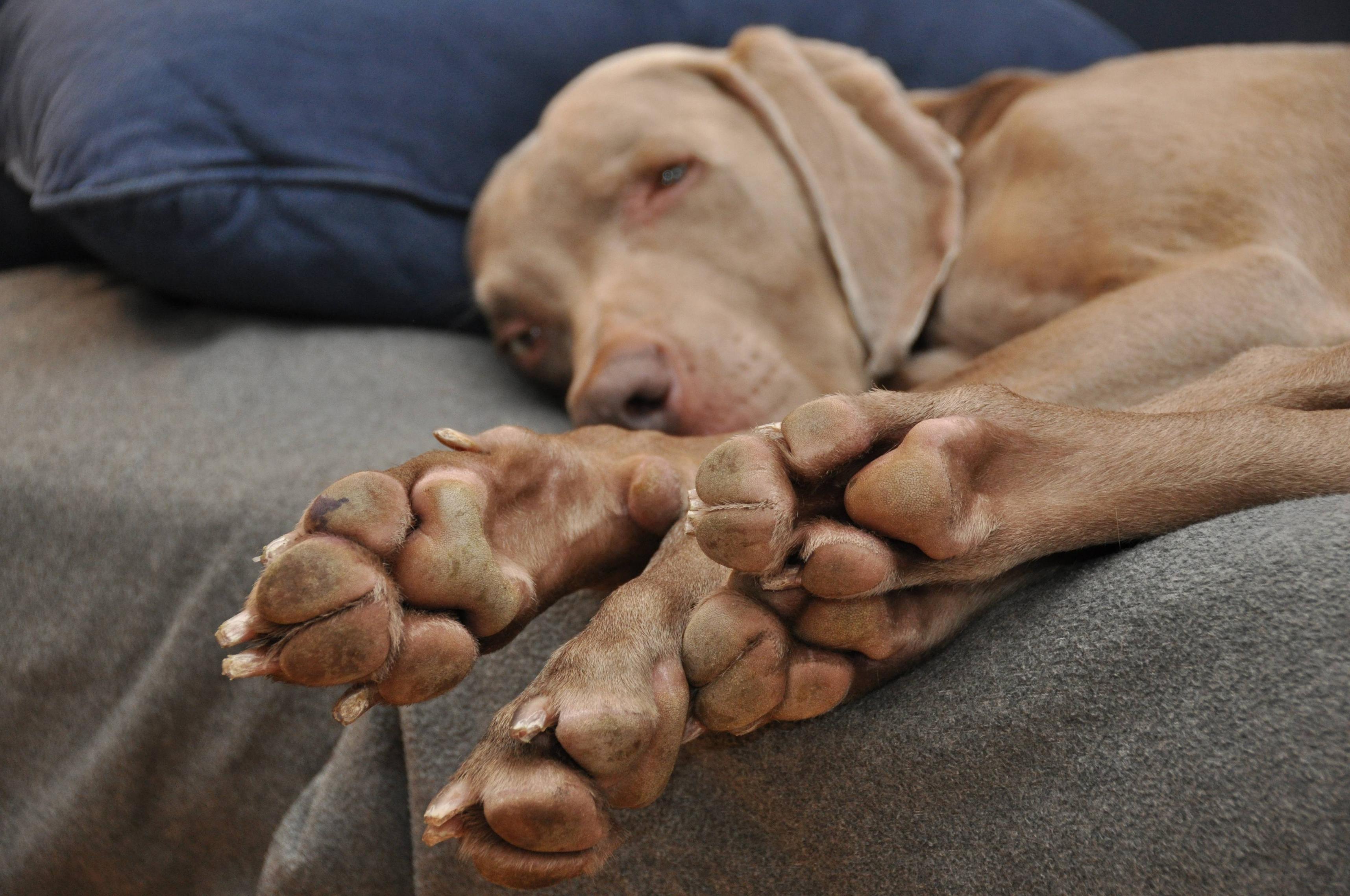 Paw paw paw paw? | Scrolller